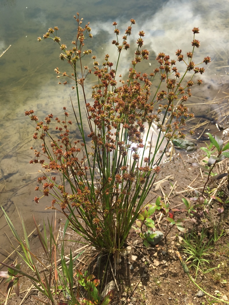 tapered rush (G-Z Plantae Families: Cook's Branch Conservancy ...
