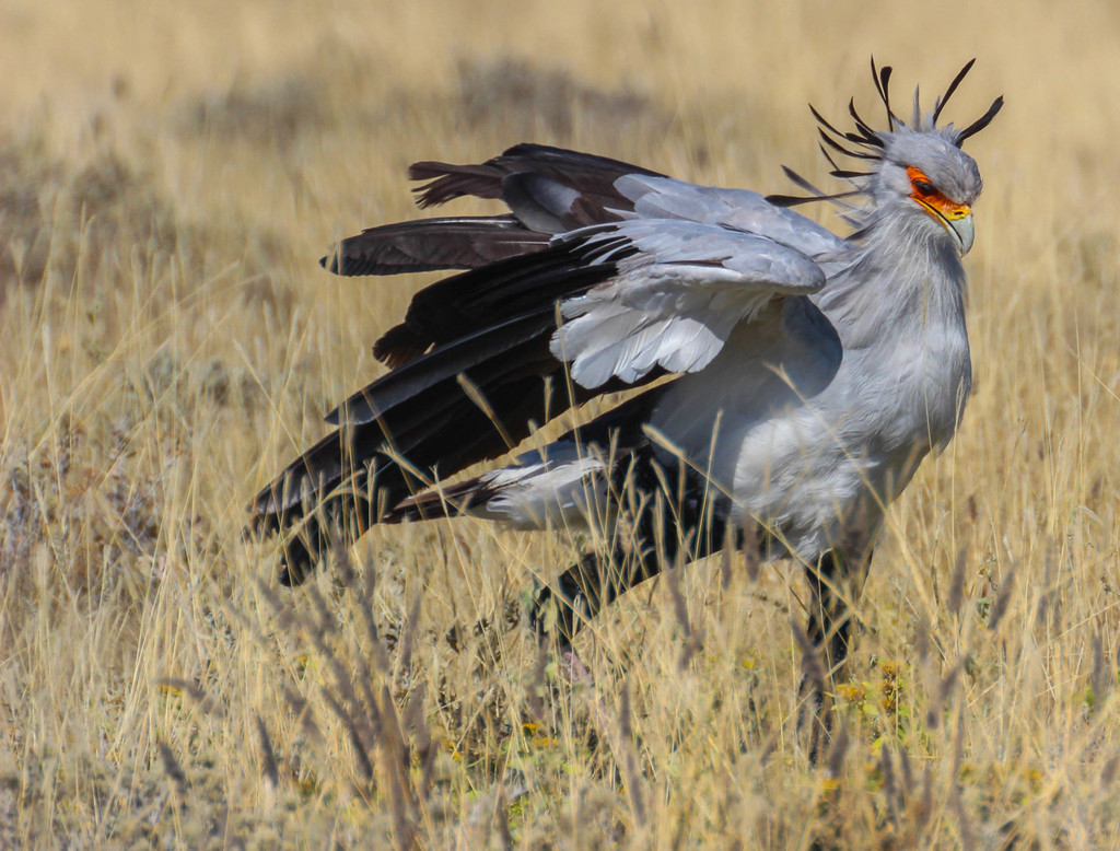 Secretarybird in June 2018 by rwcannon57 · iNaturalist