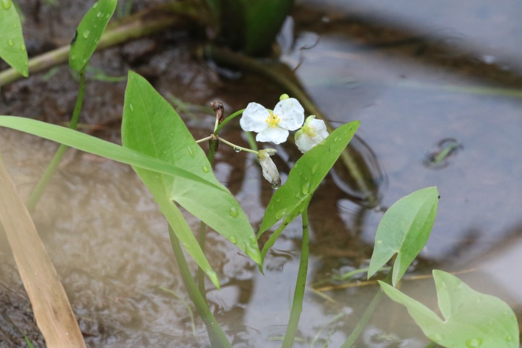 Arumleaf Arrowhead from Pictou County, NS, Canada on July 23, 2020 by ...