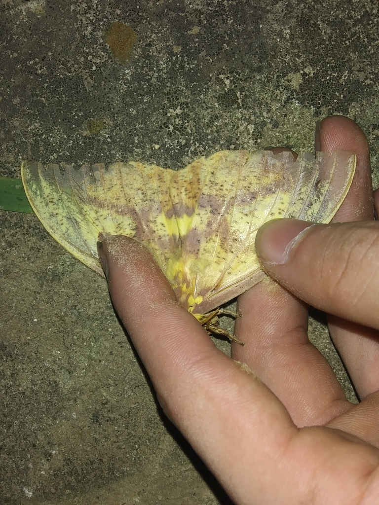 Imperial Moth from Lawrence County, Indiana on July 23, 2020 at 11:34 ...
