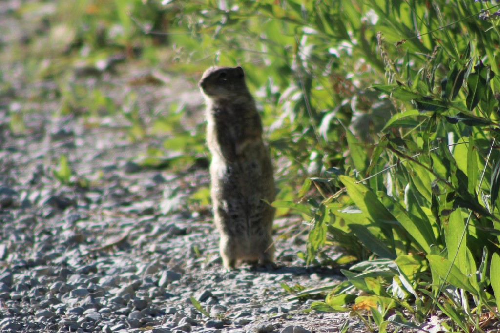 Uinta Ground Squirrel from Cassia County, ID, USA on July 19, 2020 at ...