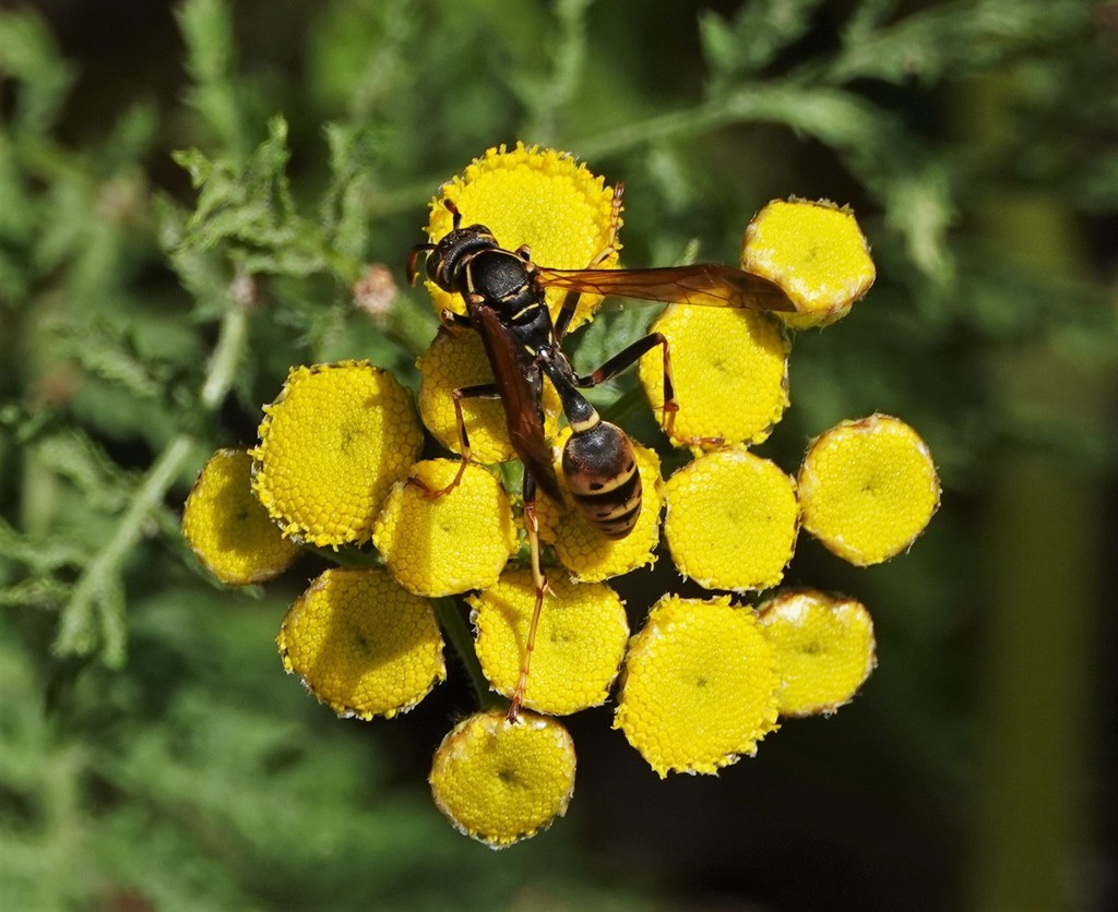 Western Paper Wasp from Nanaimo,BC, Canada on July 23, 2020 at 03:27 PM ...