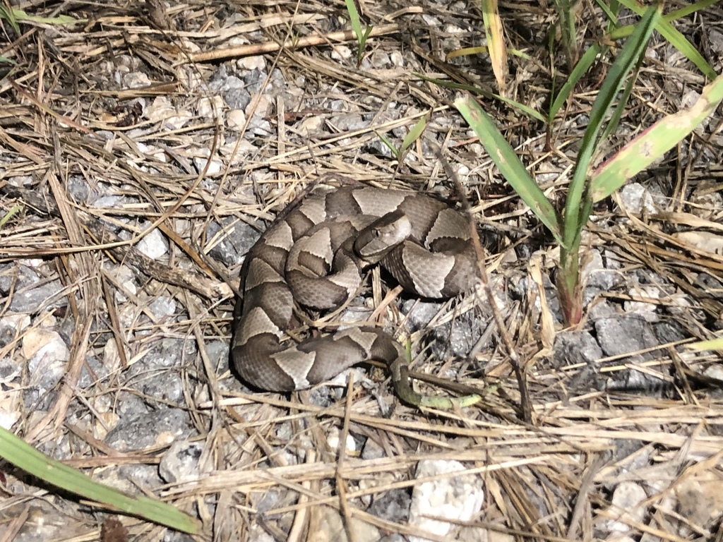 Copperheads, Cottonmouths, and Cantils from SW Adams Rd, Douglass, KS ...