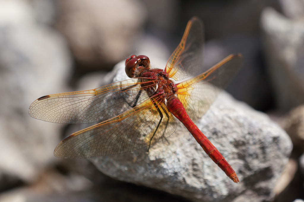 Red-veined Meadowhawk from Cariboo, BC, Canada on July 13, 2020 at 01: ...