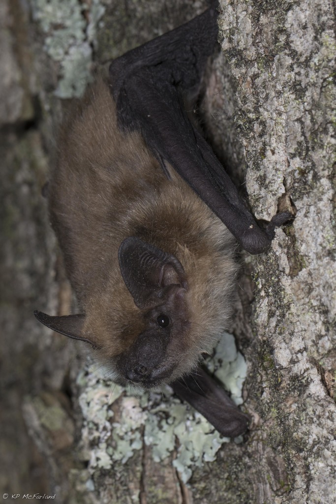 Big Brown Bat from Woodstock, VT, USA on June 22, 2017 at 09:22 PM by ...