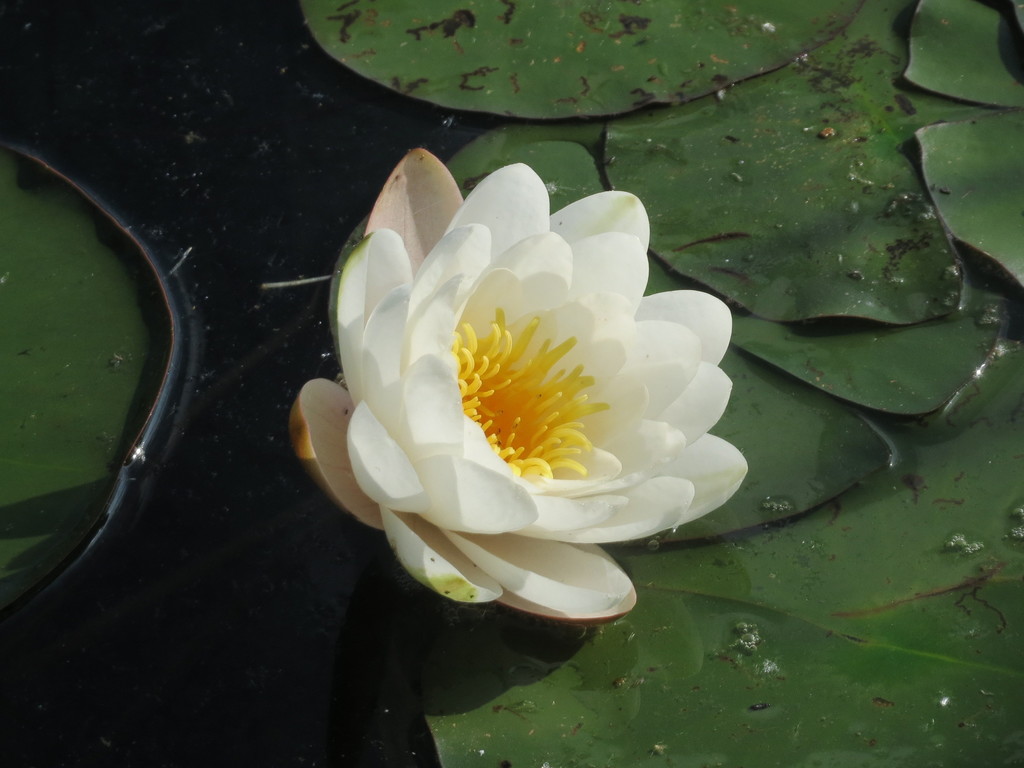 Water Lily (Indiana Pesticide Plants) · iNaturalist