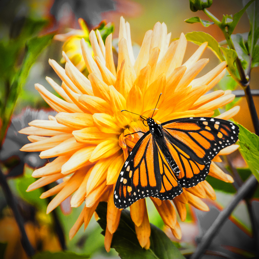 Monarch from Isles of Scilly, UK on September 28, 2019 at 11:56 AM by ...