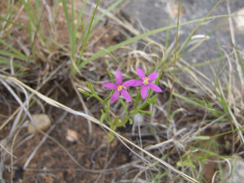 Lady Bird's Centaury (Centaurium texense) · iNaturalist