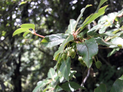 Himalayan Red Bell (Enkianthus deflexus) · iNaturalist