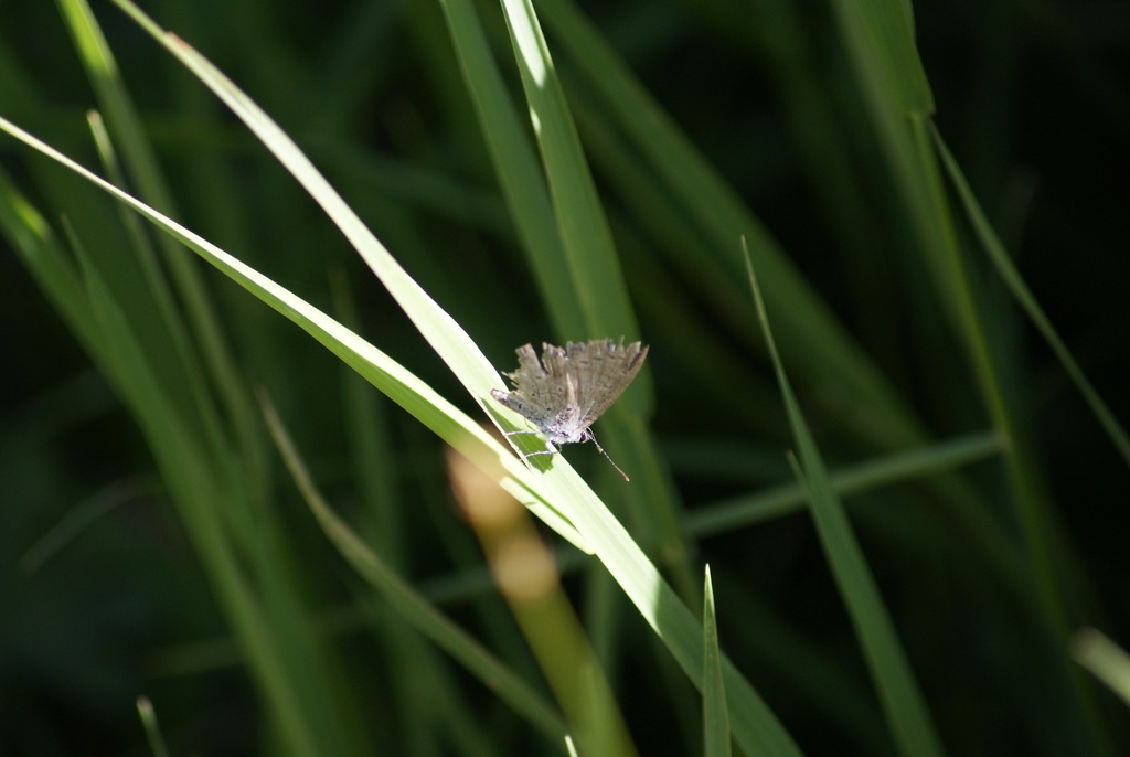 Gossamer-winged Butterflies from Parks, AZ, USA on June 23, 2017 at 06: ...