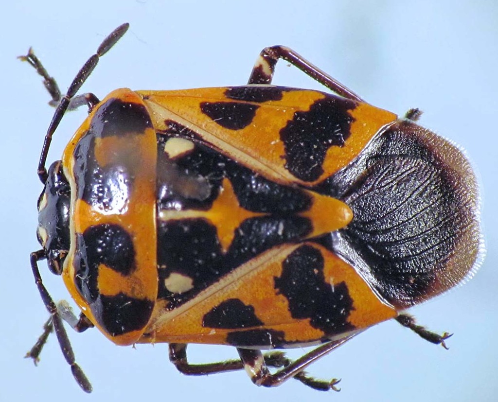 Harlequin Bug from Fort Bowie National Historic Site, 3500 Apache Pass ...