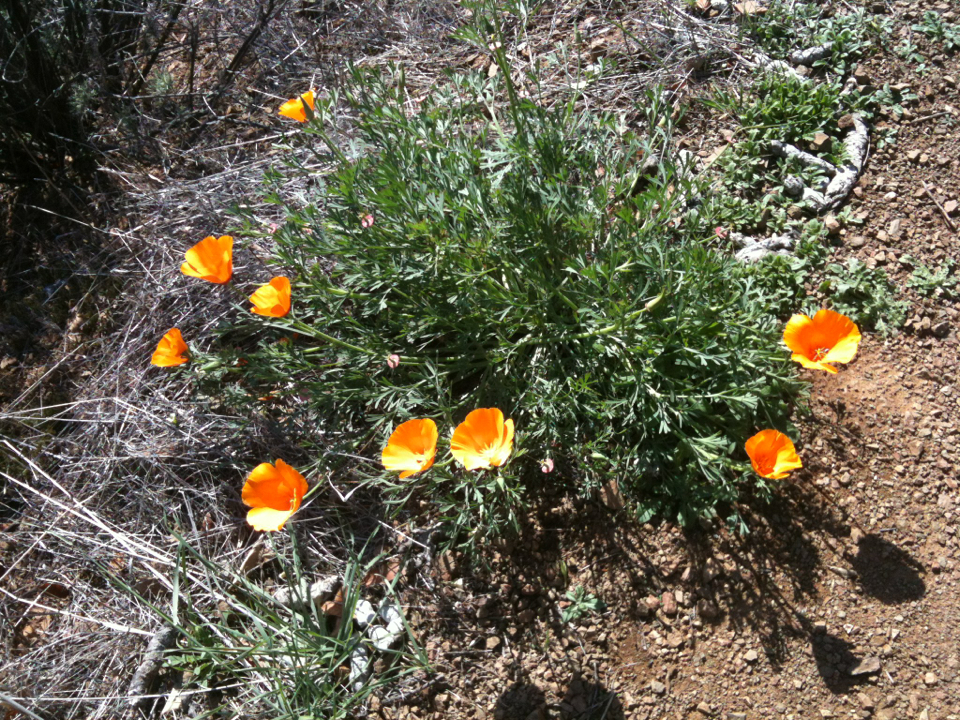 California poppy (New Year, New Growth at Arastradero Preserve ...