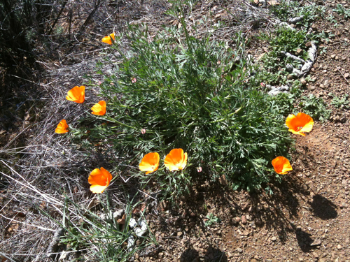 California poppy (New Year, New Growth at Arastradero Preserve ...