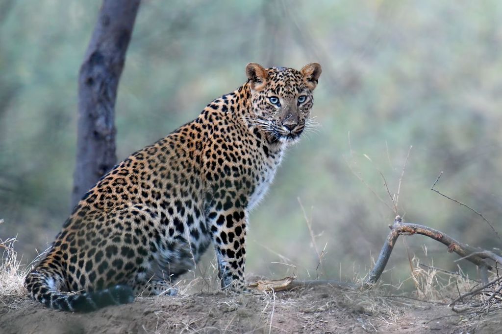 Indian Leopard (Panthera pardus fusca) - Know Your Mammals