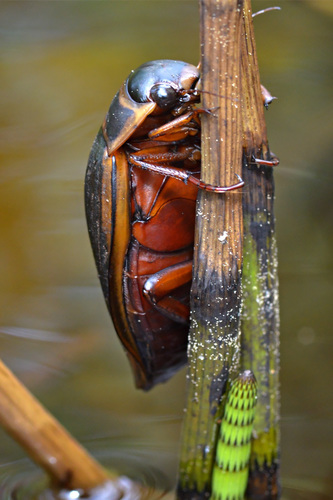 Dytiscus latissimus · iNaturalist United Kingdom