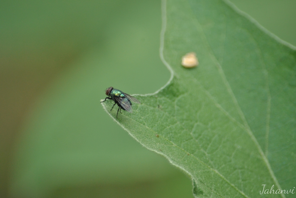 Blow Flies from Tiwaregaon, Uttarakhand, India on July 17, 2020 at 04: ...