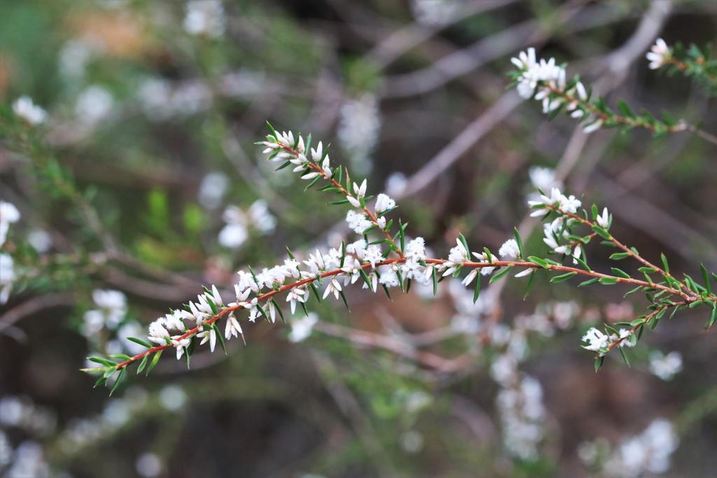 Bearded Heath from Minnie Water NSW 2462, Australia on July 22, 2020 at ...