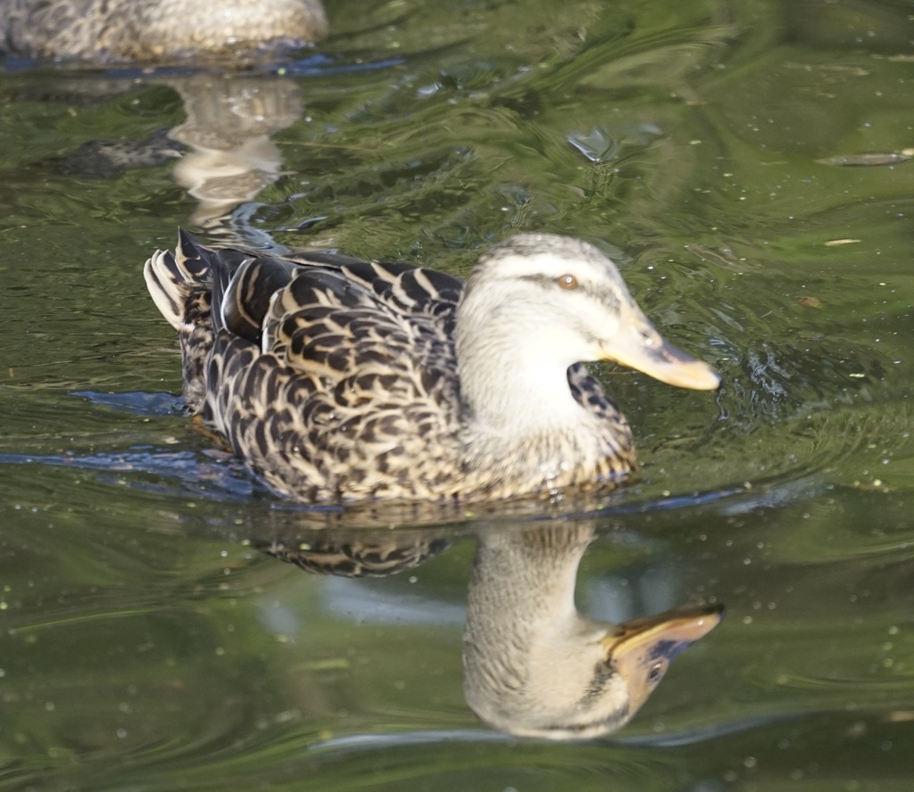 Mallard from Sydney NSW, Australia on June 4, 2020 at 02:49 PM by Tim ...