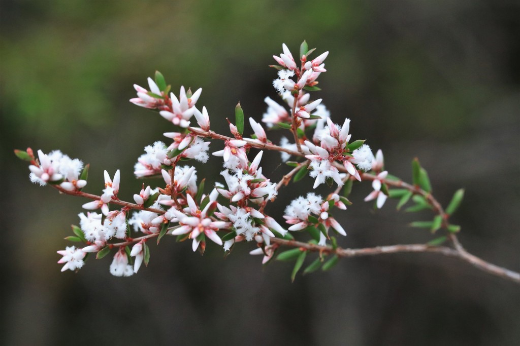 Bearded Heath from Minnie Water NSW 2462, Australia on July 22, 2020 at ...