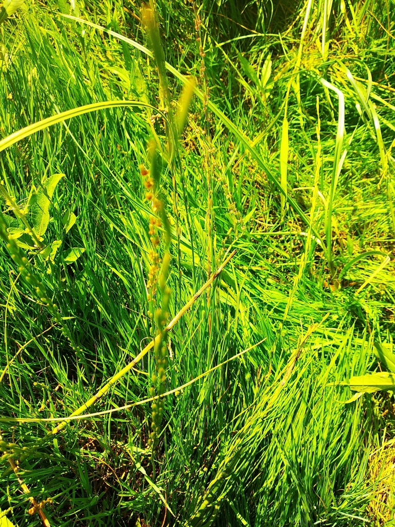 marsh arrowgrass from Lida, BY-HR, BY on July 24, 2020 at 11:54 AM by ...