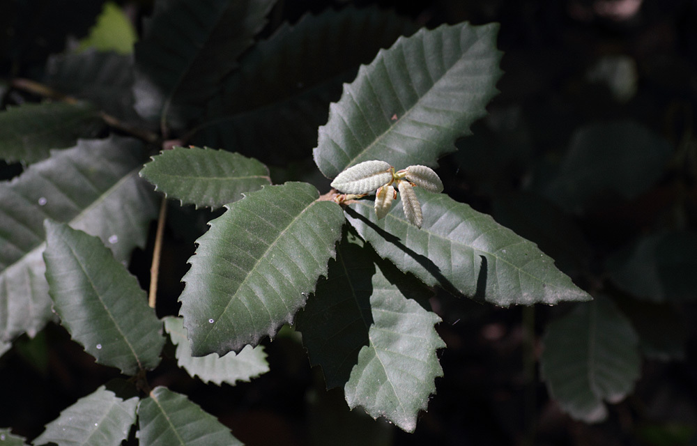 Tan oak (Plants of Samuel P. Taylor State Park) · iNaturalist