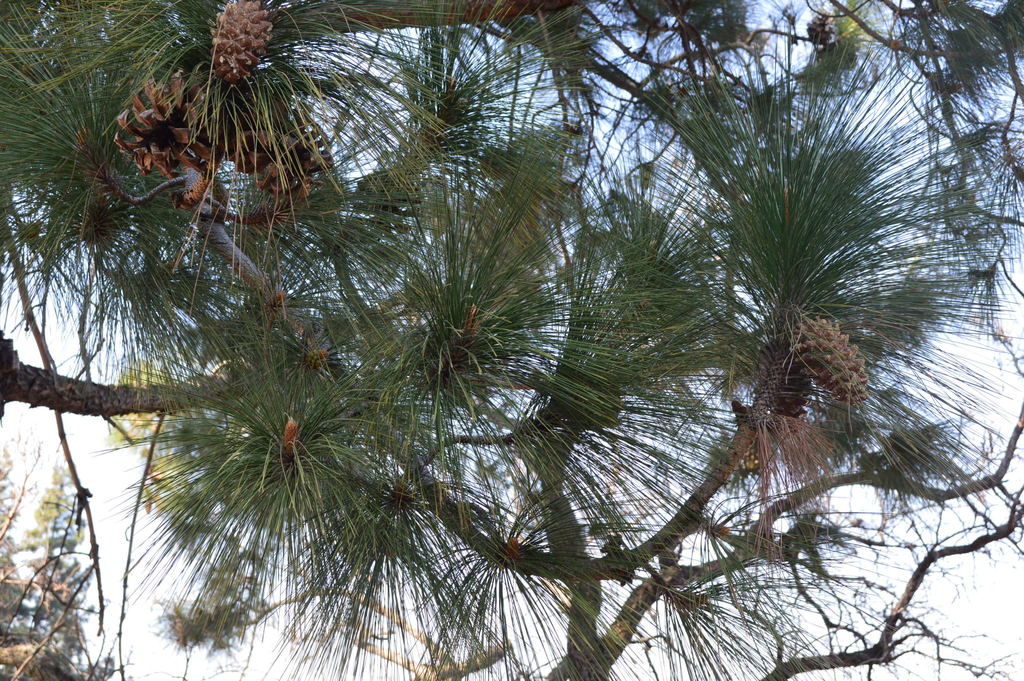 Chir pine (Pinus roxburghii) - Botanical Realm
