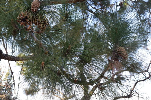 Chir pine (Flora of Chandragiri) · iNaturalist