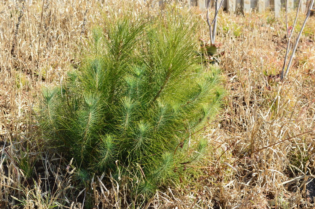 Chir pine (Pinus roxburghii) - Botanical Realm