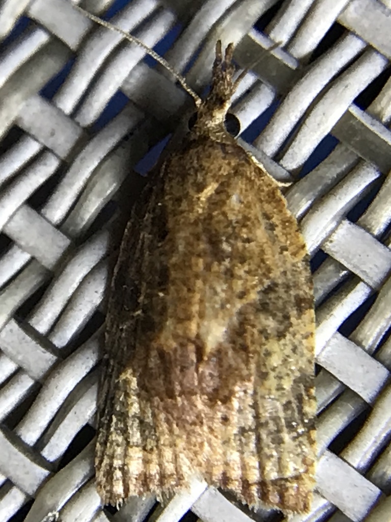 Platynota from Cape Island, West Cape May, NJ, US on July 23, 2020 at ...