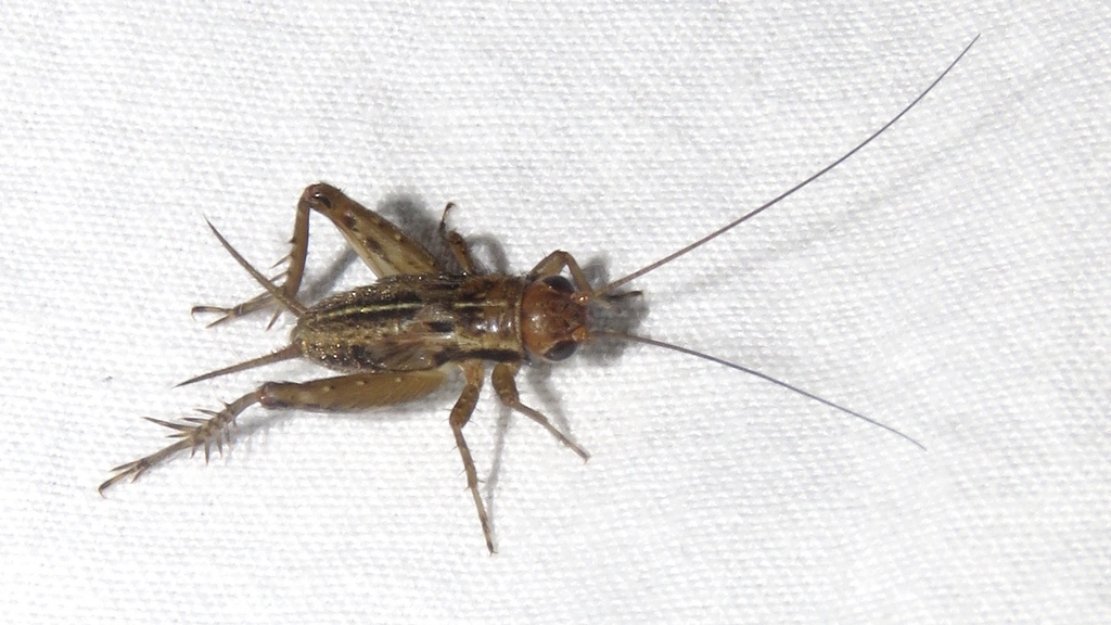 Striped Ground Cricket from 1 Coville Ct on July 22, 2020 at 10:10 PM ...