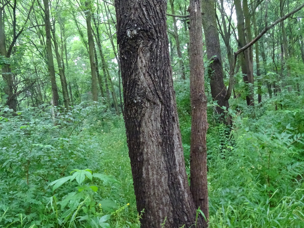 eastern black walnut from Southcrest, London, ON, Canada on July 23 ...