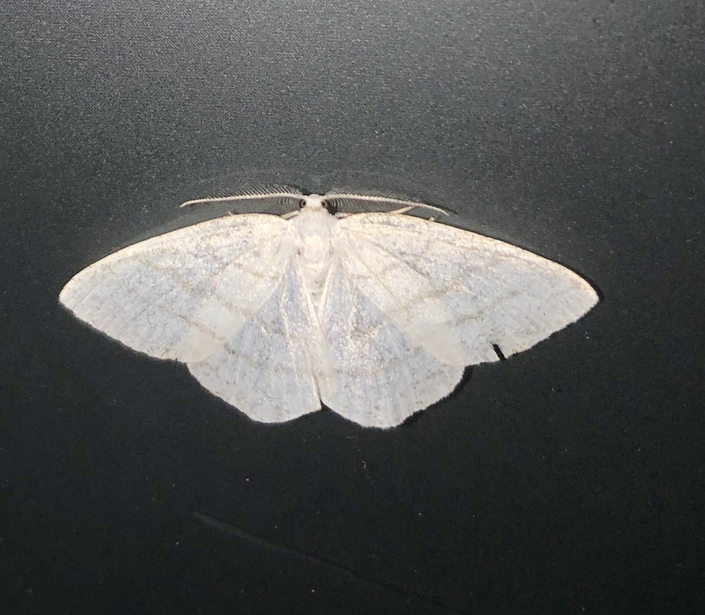 Common White Wave from Great Britain, Morpeth, England, GB on July 24 ...