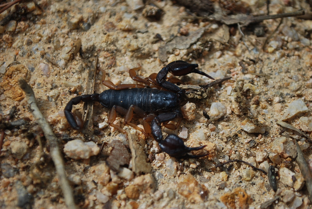 European Yellow-tailed Scorpion from 17430 Santa Coloma de Farners ...