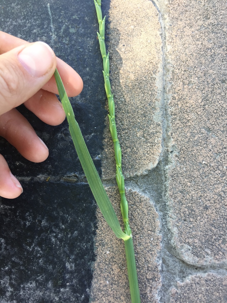 Jointed Goatgrass (Noxious Weeds of Colorado) · iNaturalist
