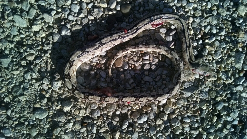 Trans-Pecos Rat Snake in July 2020 by David Heckard · iNaturalist
