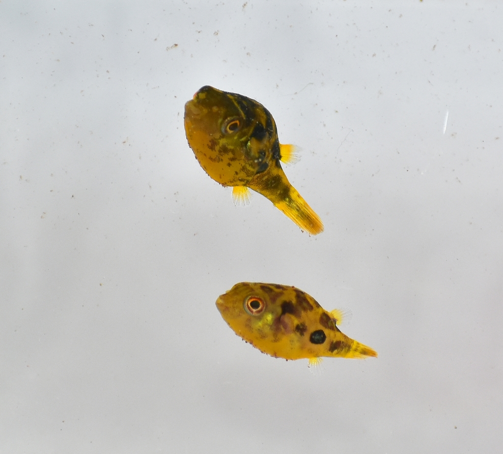 Dwarf Indian Puffer in July 2020 by K N Kausthubh · iNaturalist