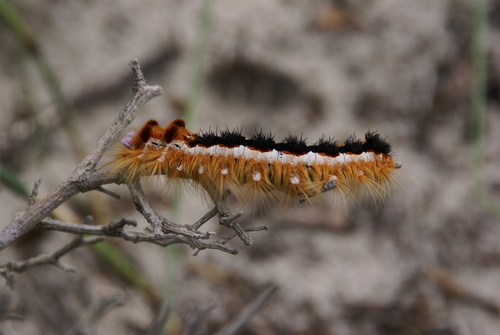 Cape Lappet (Pachypasa capensis) · iNaturalist