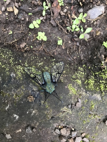 Dasysphinx mucescens · iNaturalist