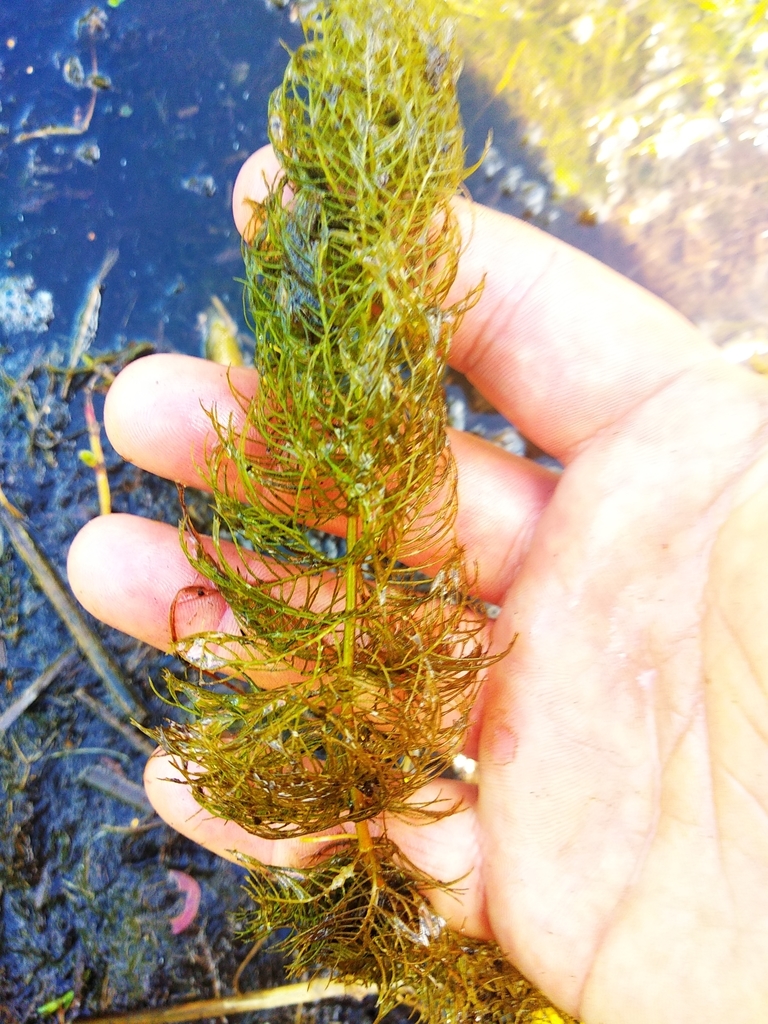 whorled water-milfoil from Lida, BY-HR, BY on July 24, 2020 at 12:08 PM ...