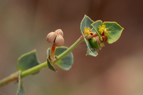 Checklist de Menzel Jemil · BioDiversity4All