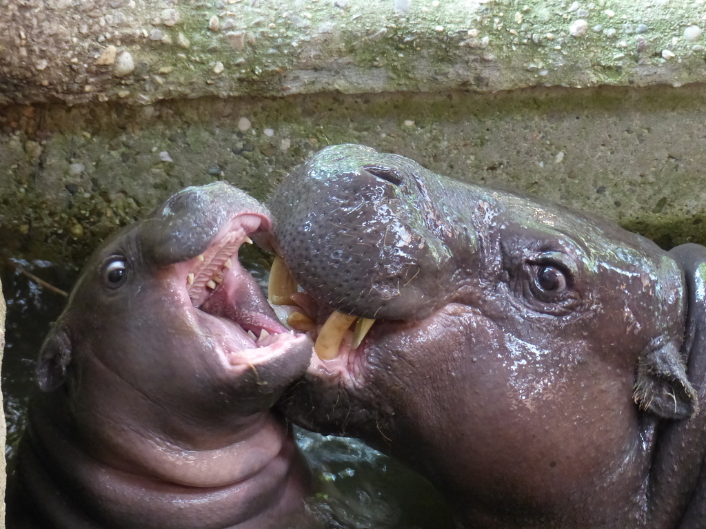 Pygmy Hippopotamus (Choeropsis liberiensis) - Marine Life Identification