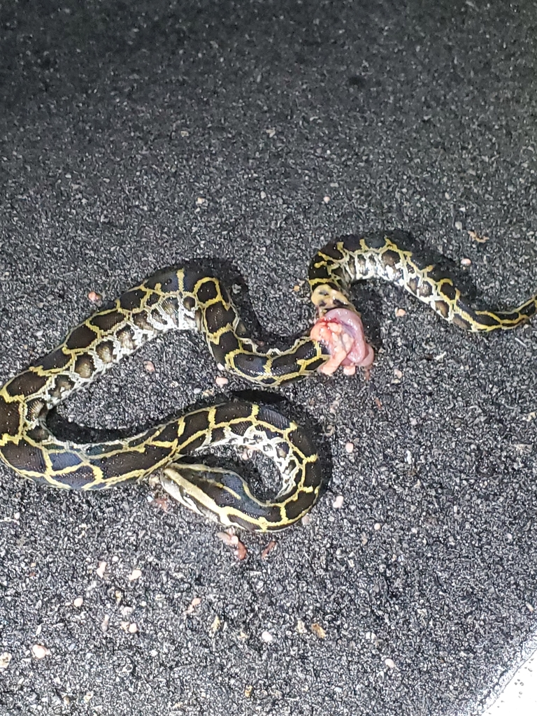 Burmese Python in July 2020 by Joshua Sands · iNaturalist
