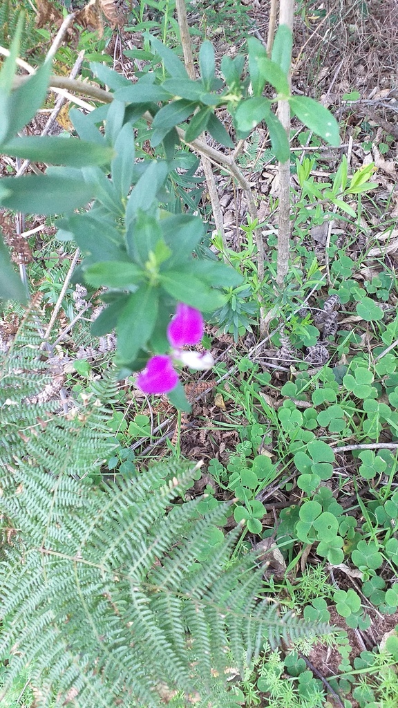 Sweet Pea Shrub from Table Mountain National Park, City of Cape Town ...