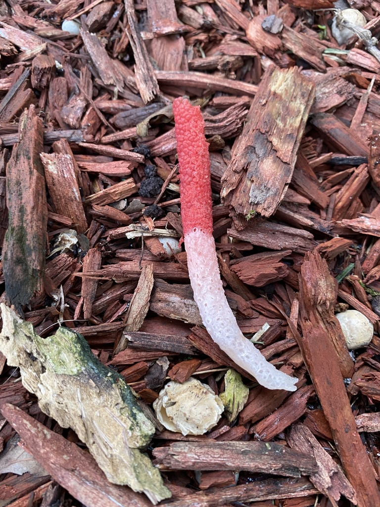 Mutinus bambusinus from George S. Gerber Memorial Park, Coconut Creek ...