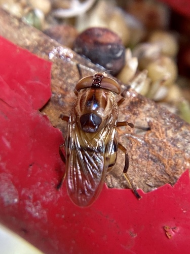 Copestylum apicale · iNaturalist