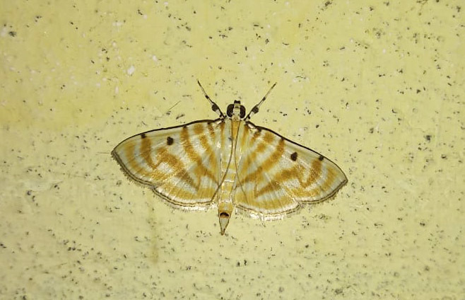 Pearl Moths from Assam 788727, India on July 24, 2020 at 08:36 AM by ...