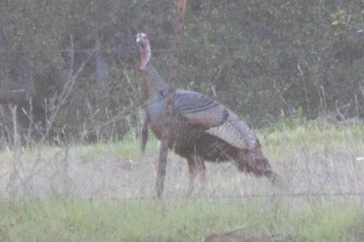 Wild Turkey from Sunol Regional Wilderness, Alameda County, CA, USA on ...