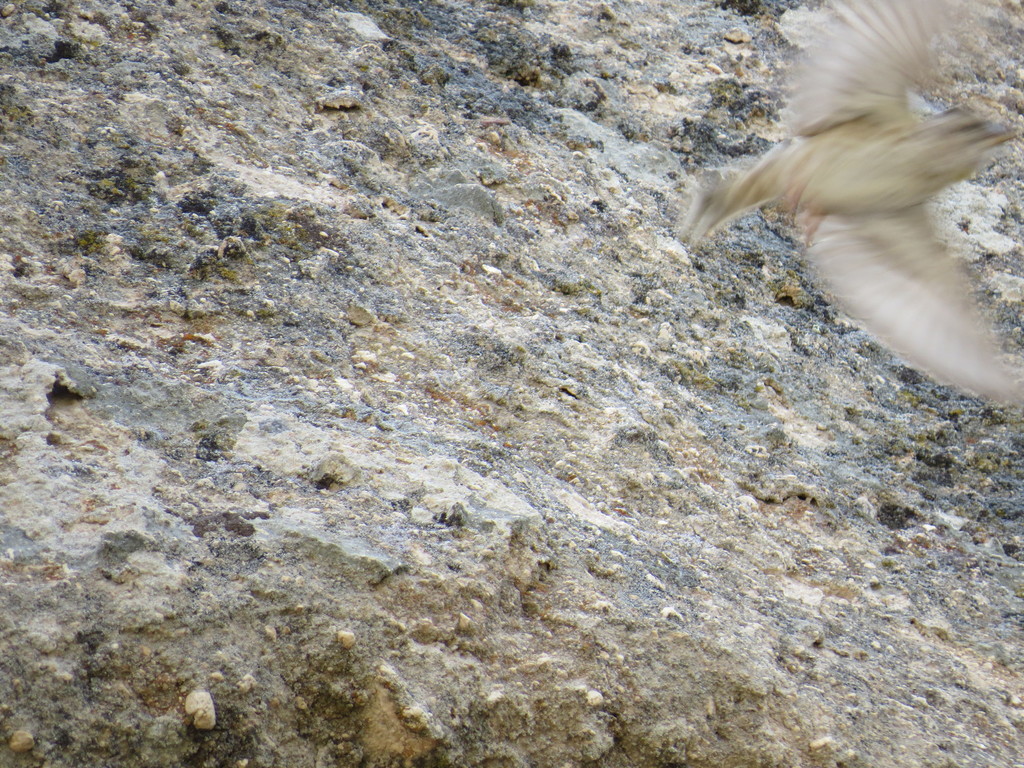Rock Sparrow from Nevşehir Merkez/Nevşehir, Turkey on May 02, 2015 at ...