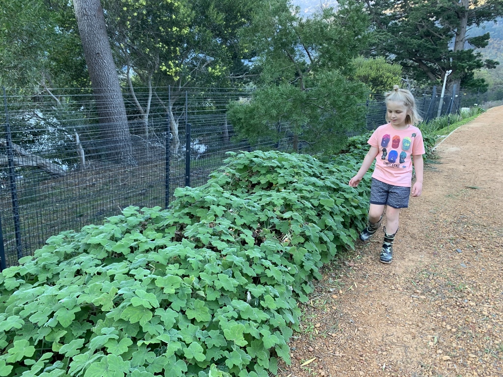 Peppermint-scented geranium from Linden Way, Hout Bay, WC, ZA on July ...