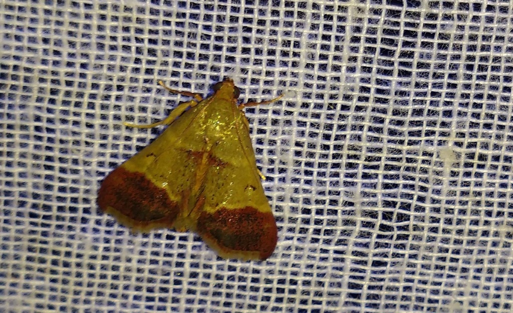 Pyralid and Crambid Snout Moths from Digboi, Assam 786171, India on ...